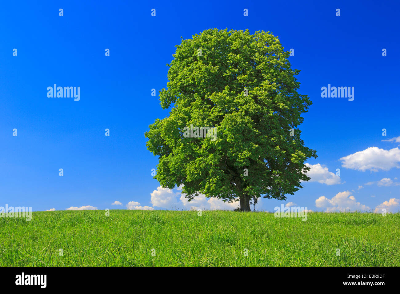 Lime trees in spring hi-res stock photography and images - Alamy