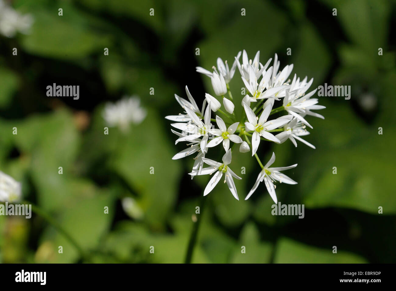 Ramsons plant hi-res stock photography and images - Alamy