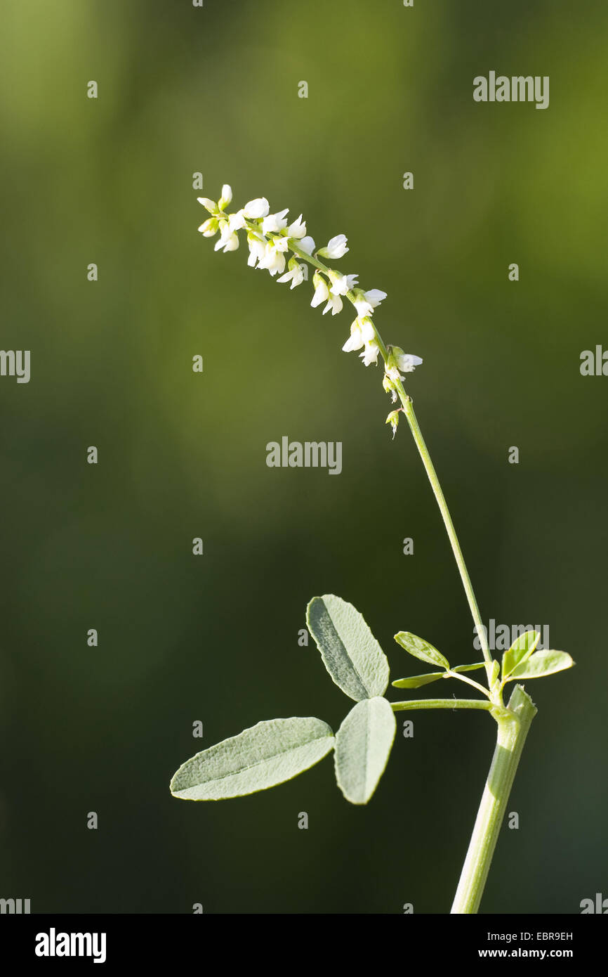 Melilotus alba hi-res stock photography and images - Alamy