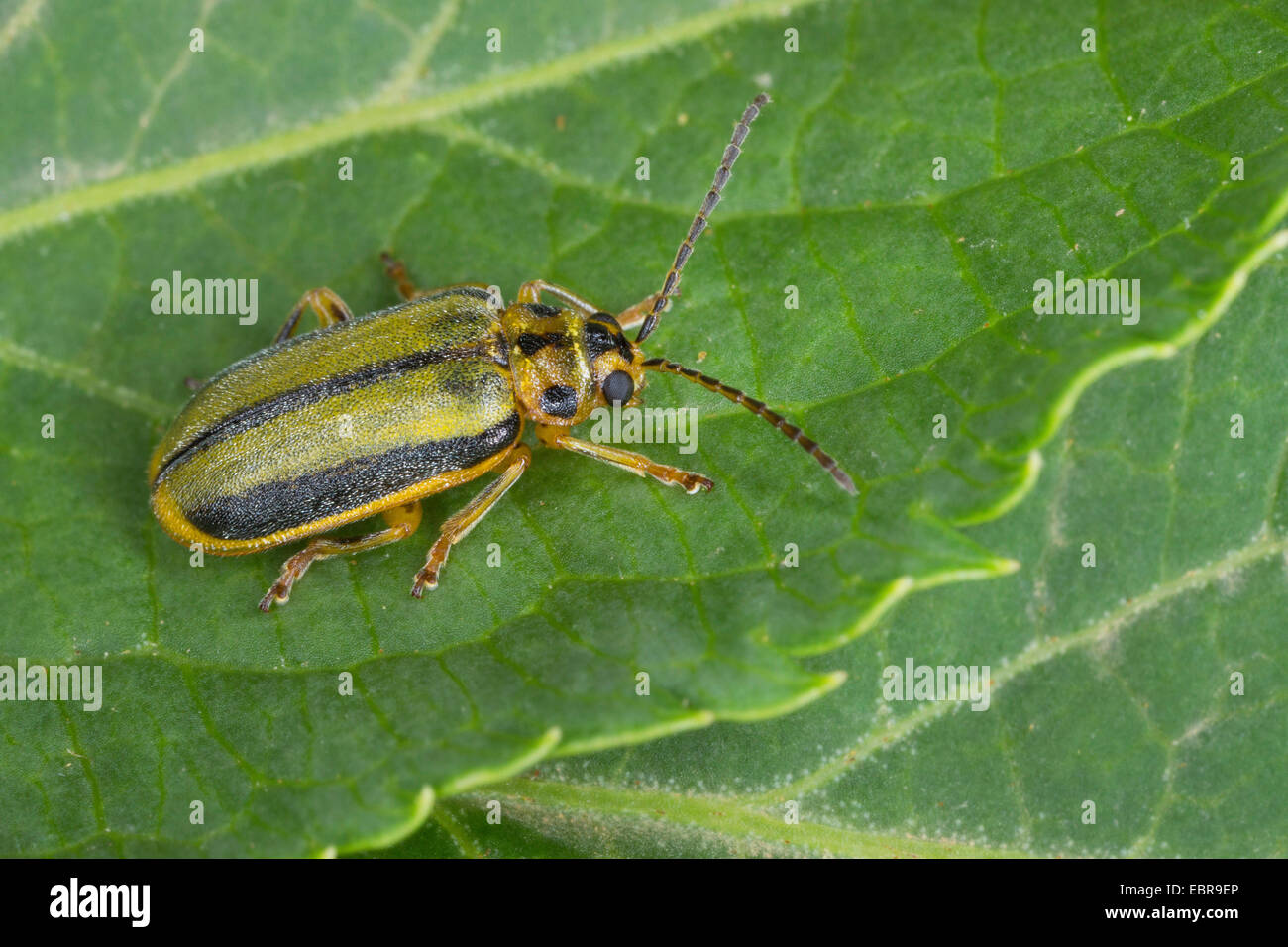 Elm-leaf beetle, Elm Leaf Beetle, Elm Leaf-Beetle (Xanthogaleruca ...