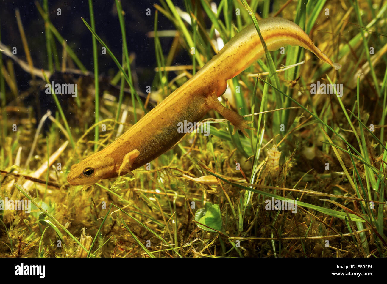 Newt spawning hi-res stock photography and images - Alamy
