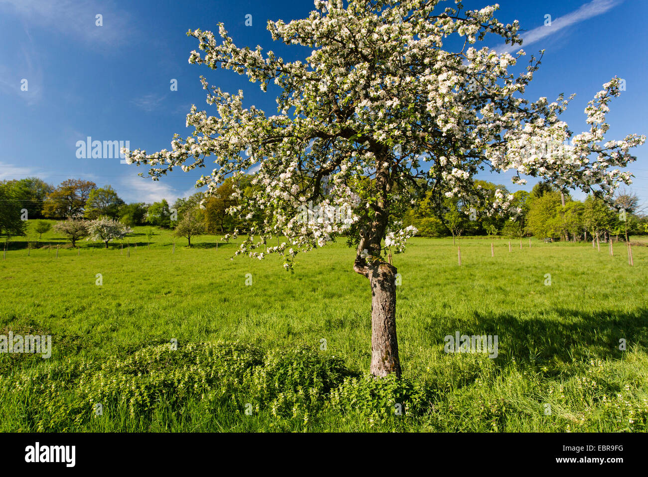 apple tree (Malus domestica), flowering apple tree in a fruit tree ...