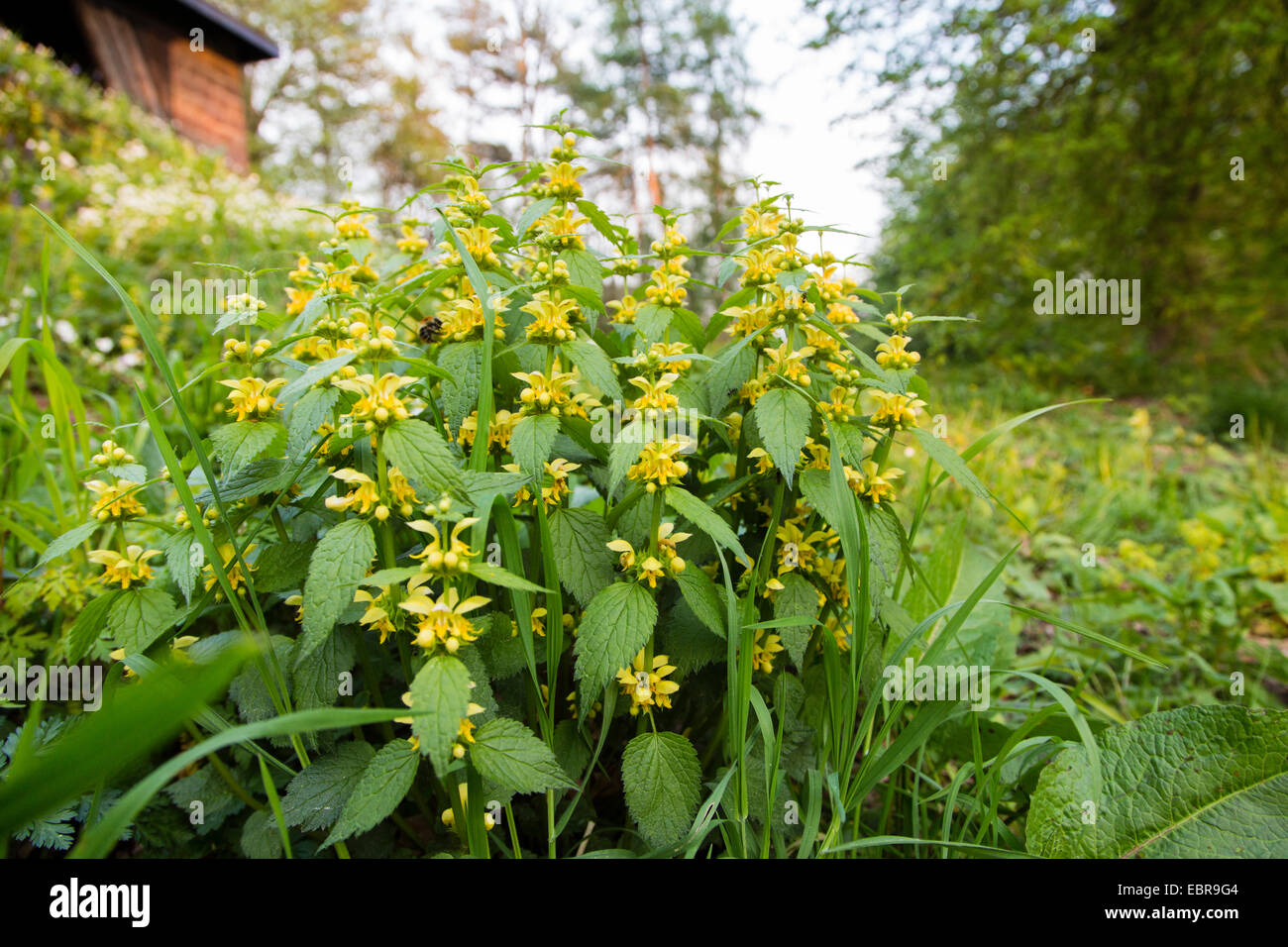 Yellow dead nettle hi-res stock photography and images - Alamy