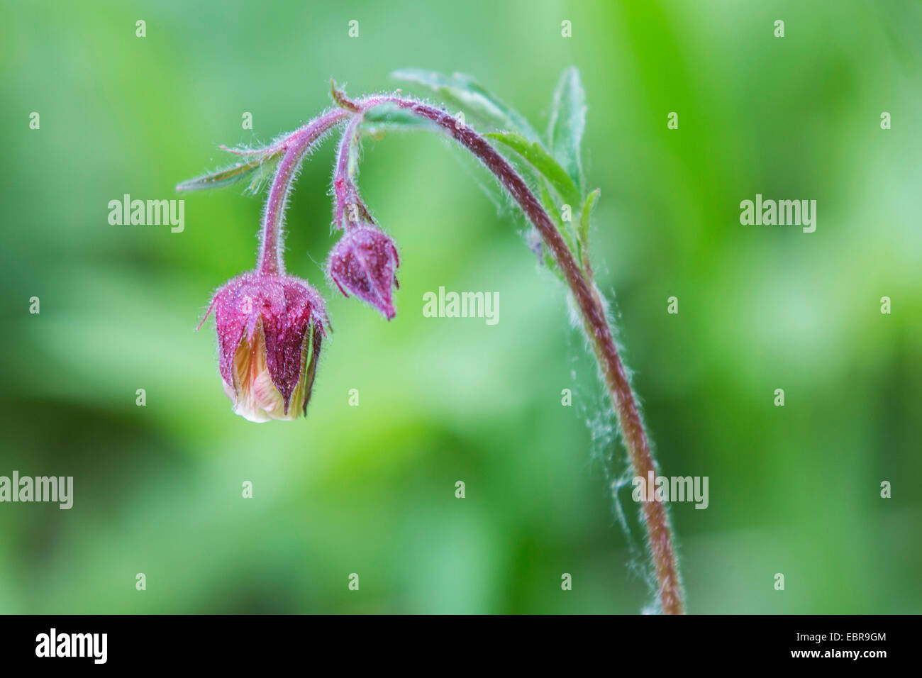Purple aven flower hi-res stock photography and images - Alamy