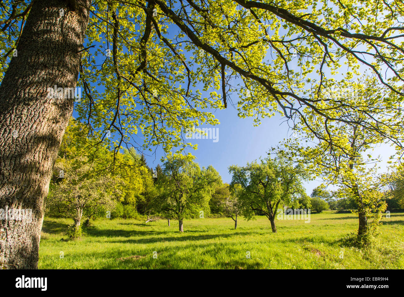 Grows at the edge of fruit tree in spring hi-res stock photography and ...