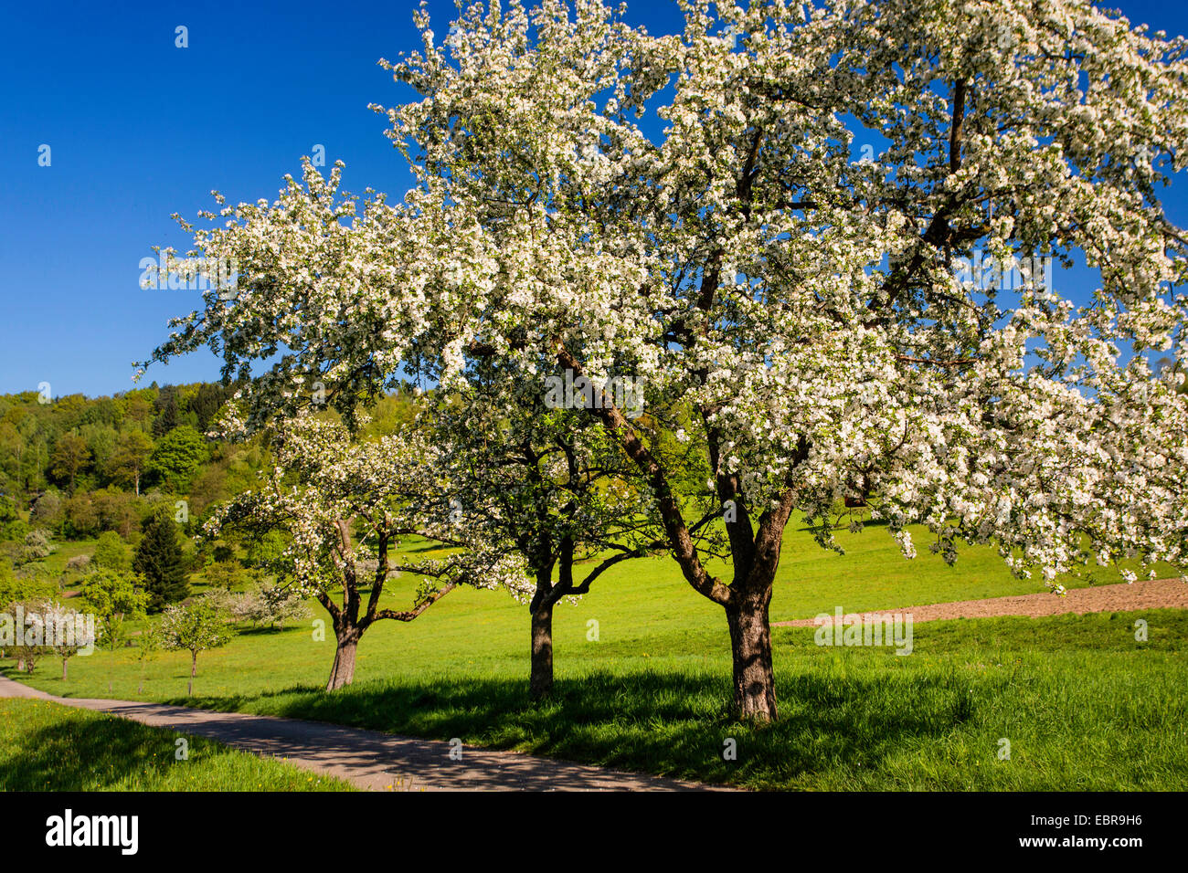 apple tree (Malus domestica), flowering apple trees in a fruit tree ...