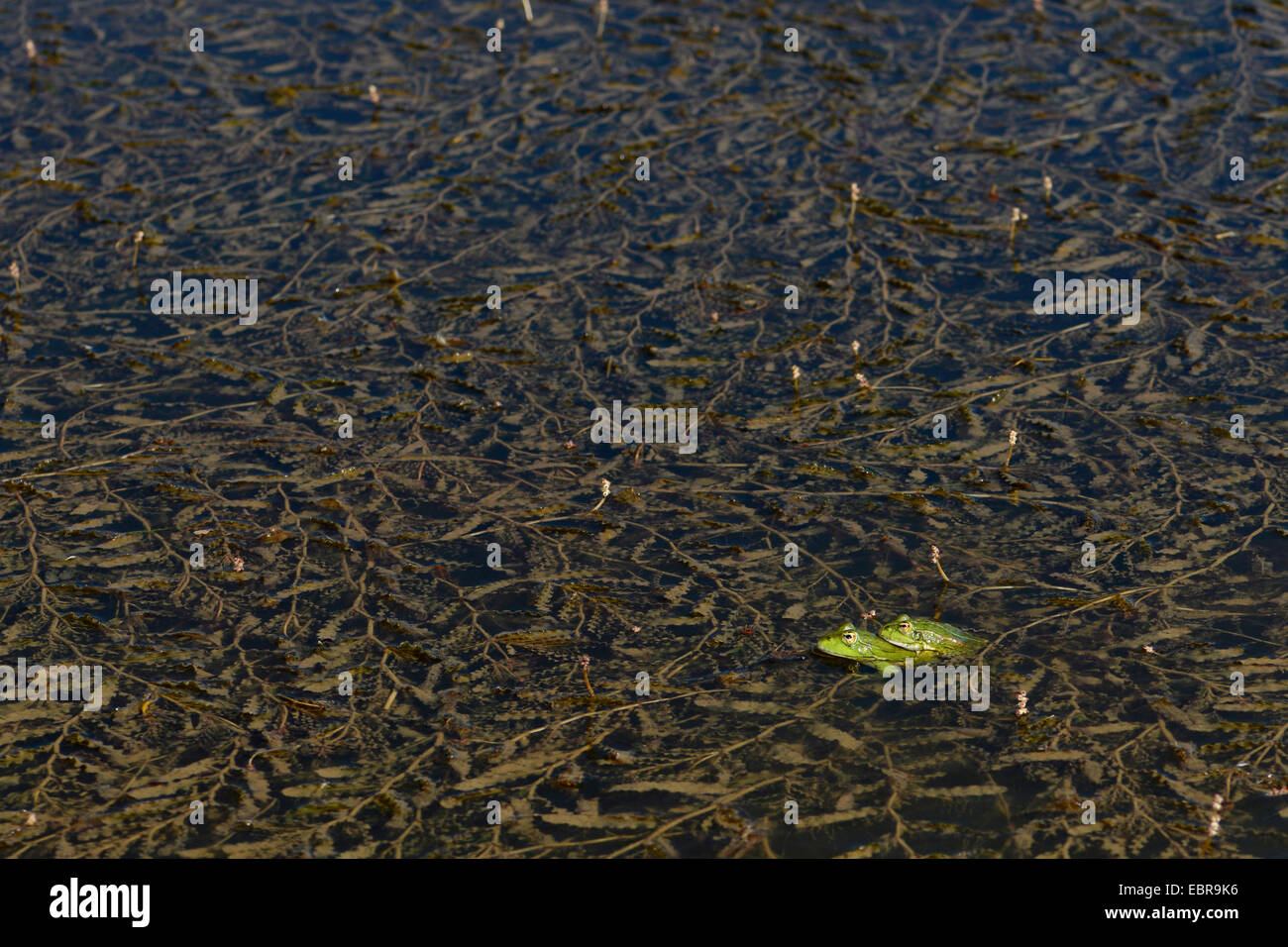 marsh frog, lake frog (Rana ridibunda, Pelophylax ridibundus), spawning ...