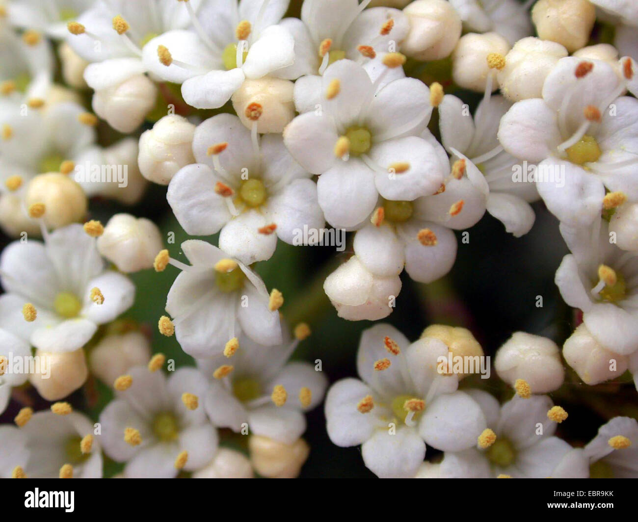 wayfaring-tree (Viburnum lantana), flowers, Germany Stock Photo - Alamy