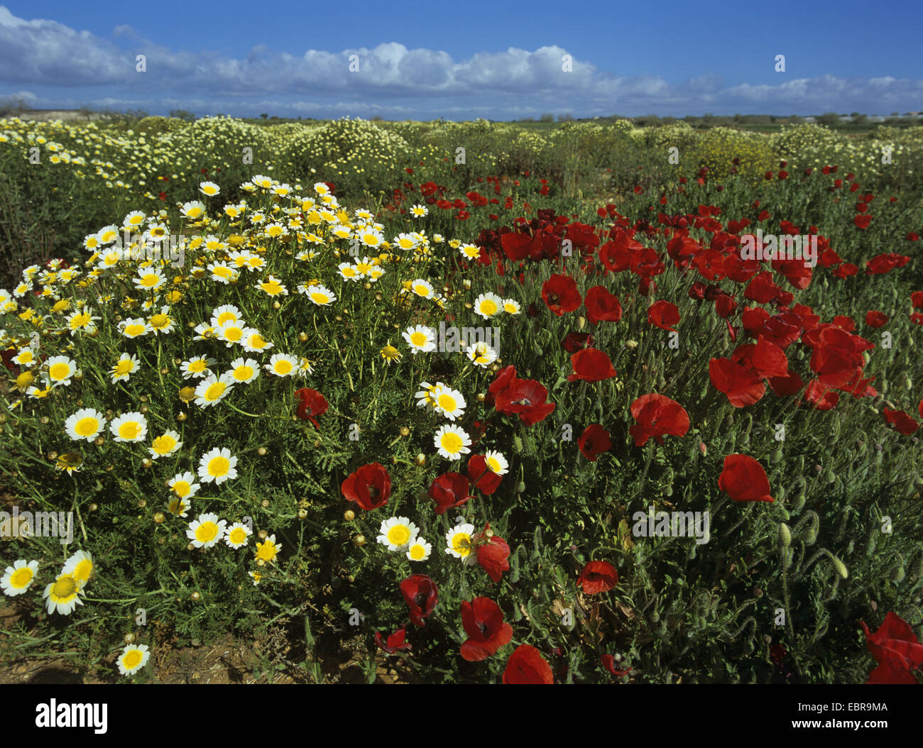 Common poppy, Corn poppy, Red poppy (Papaver rhoeas), Crown Daisy and ...