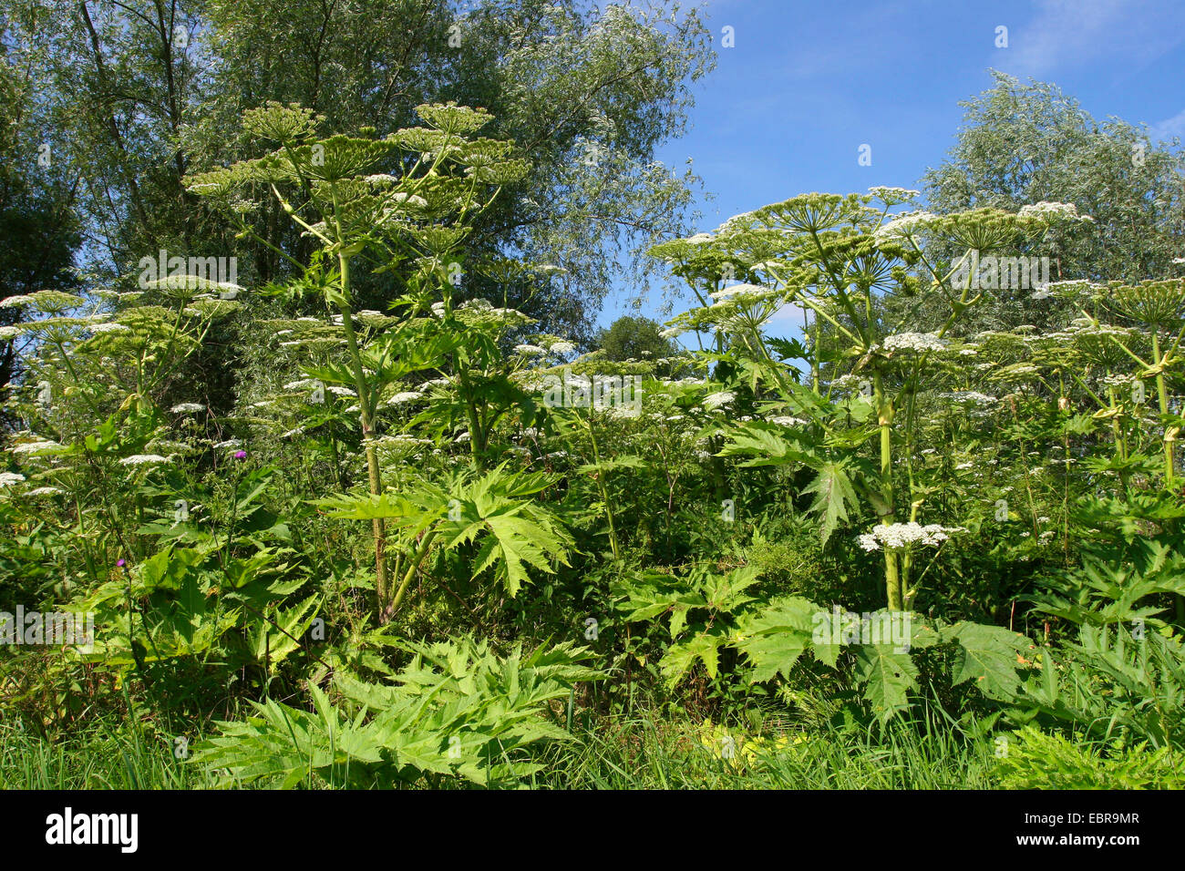Giant hogweed reaction hi-res stock photography and images - Alamy