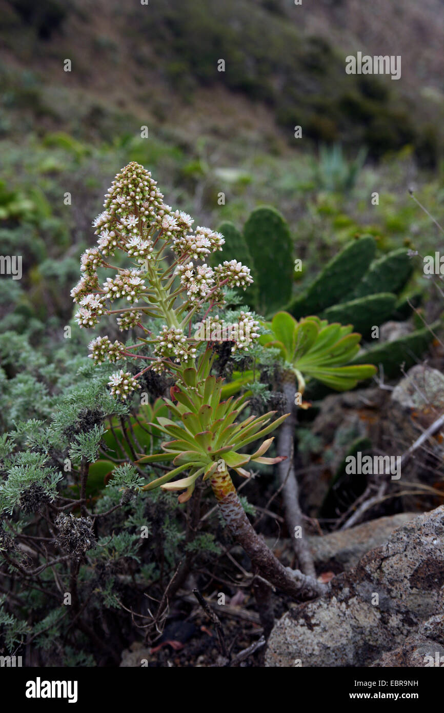 Aeonium (Aeonium spec.), in Teno mountains, Canary Islands, Tenerife ...