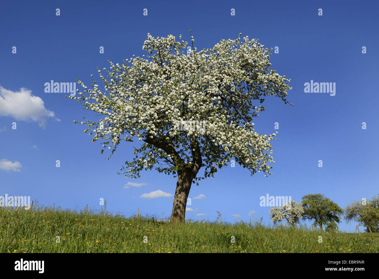 apple tree (Malus domestica), blooming apple tree, Germany, Bavaria ...