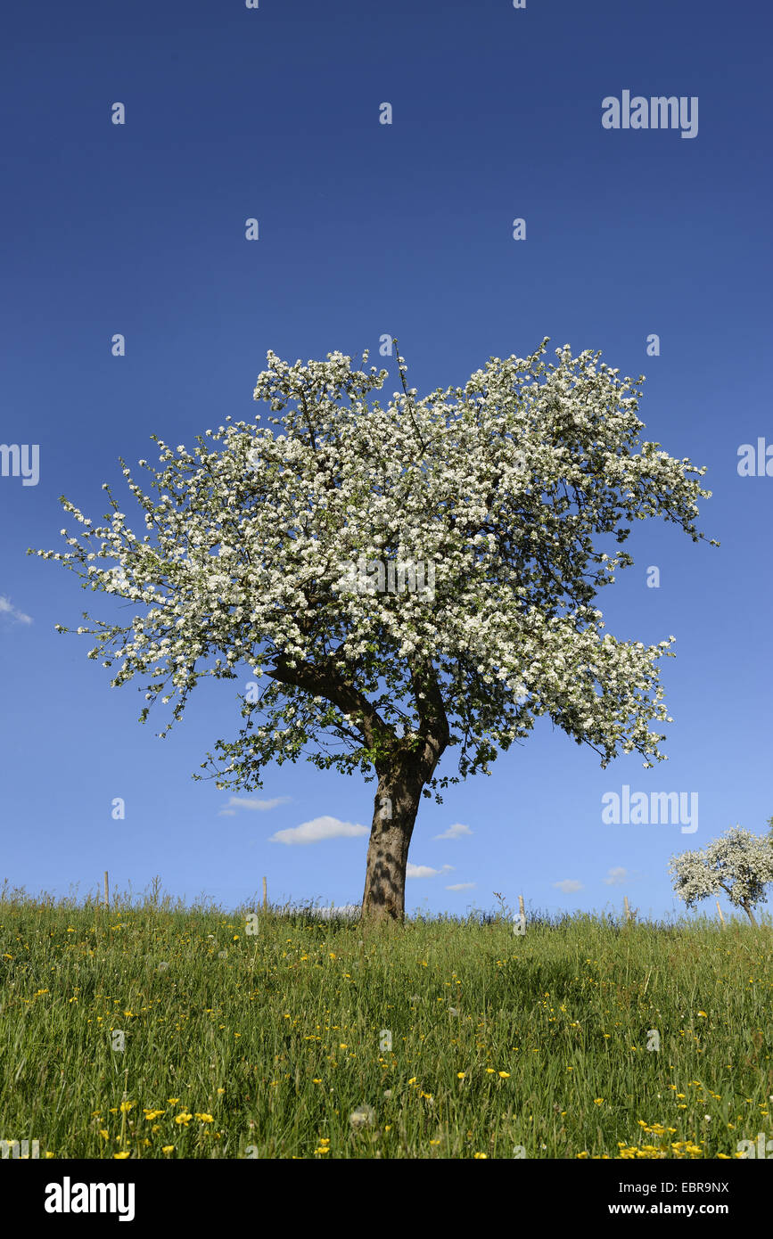 apple tree (Malus domestica), blooming apple tree, Germany, Bavaria ...