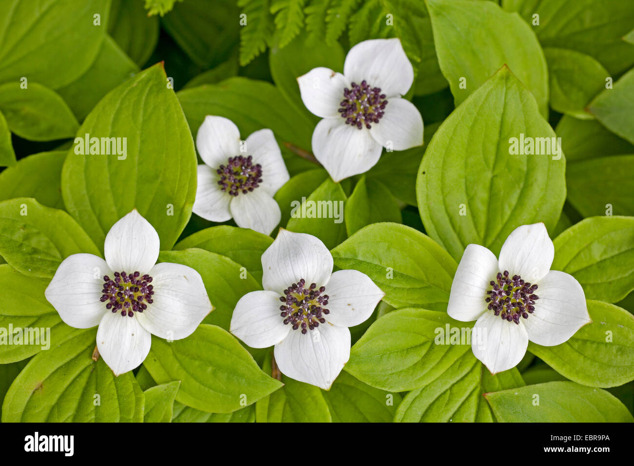 bunchberry, dwarf cornel (Cornus canadensis), blooming, USA, Alaska ...