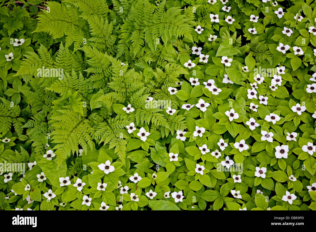 bunchberry, dwarf cornel (Cornus canadensis), blooming, with fern, USA ...