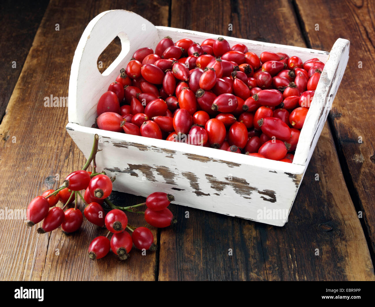Hips and haws hi-res stock photography and images - Alamy