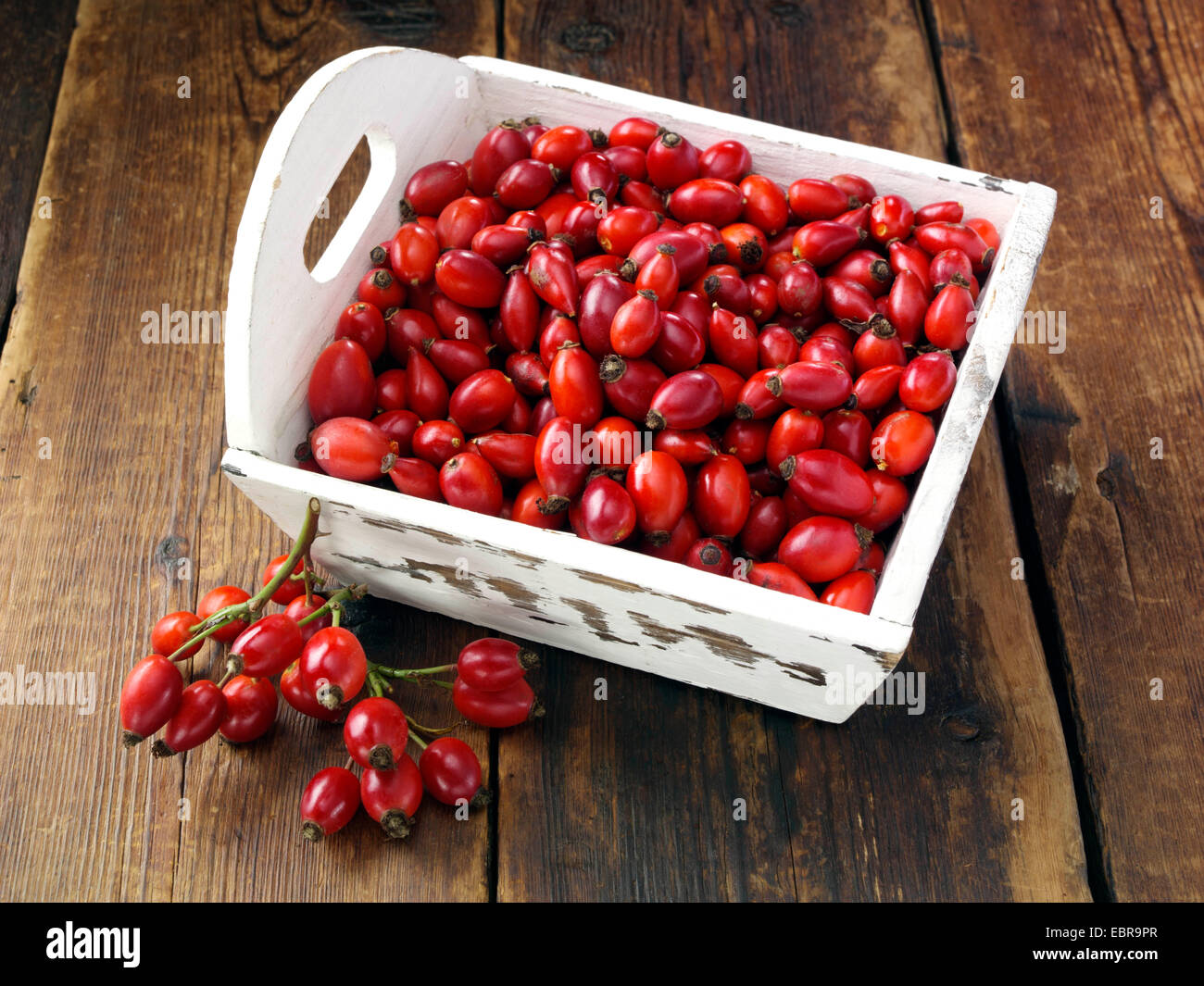 Hips and haws hi-res stock photography and images - Alamy