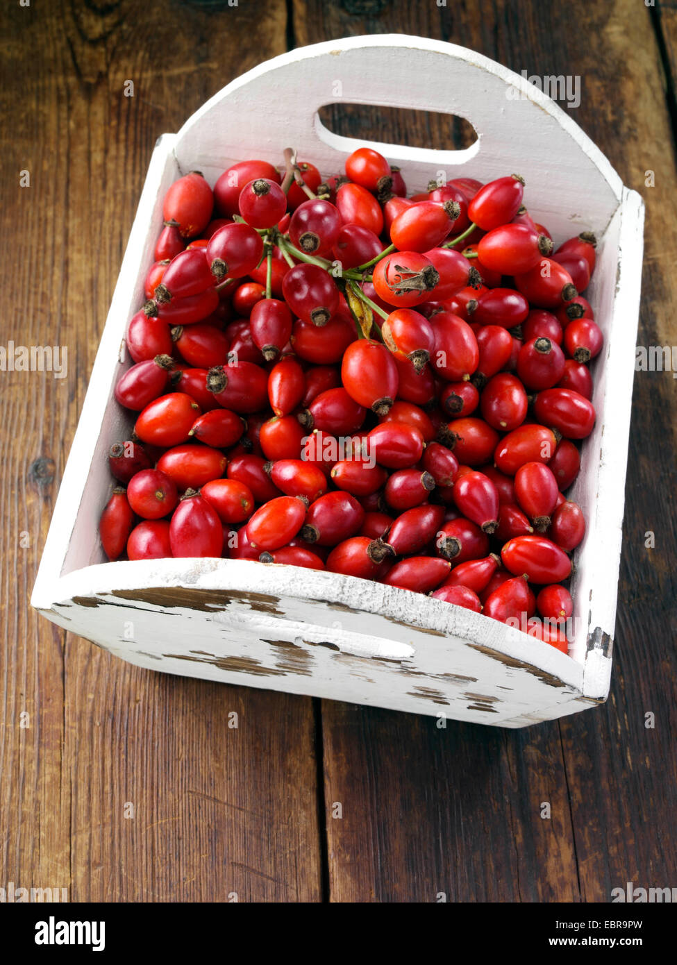 Hips and haws hi-res stock photography and images - Alamy
