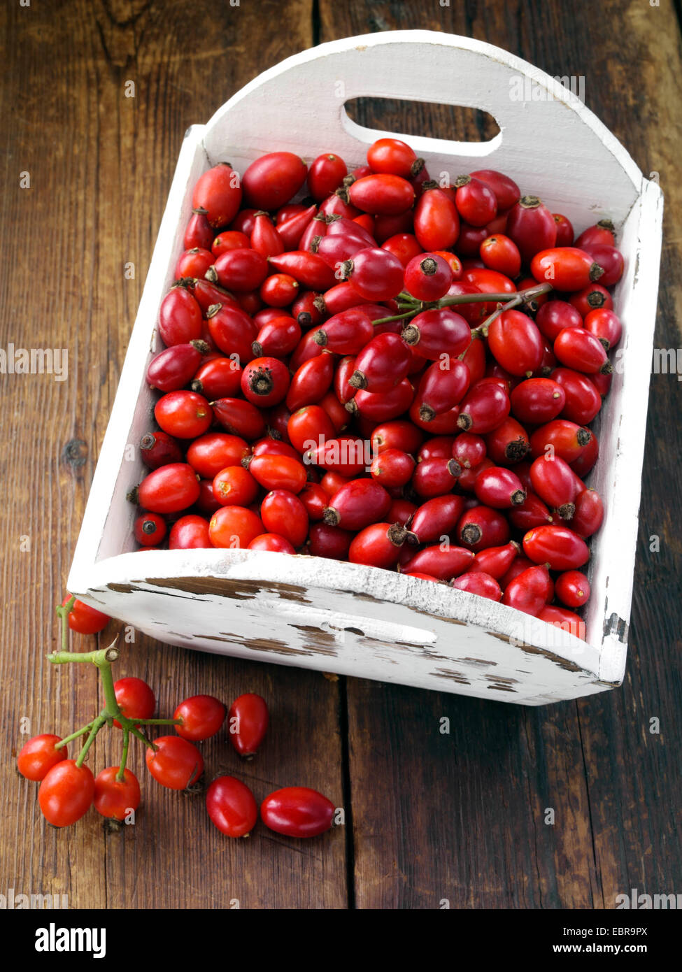 Hips and haws hi-res stock photography and images - Alamy