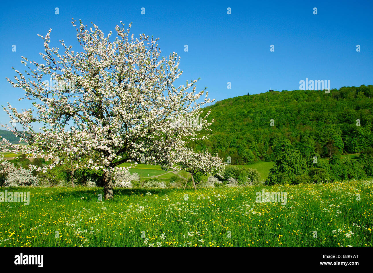 apple tree (Malus domestica), flowering fruit trees beneath the Langert ...