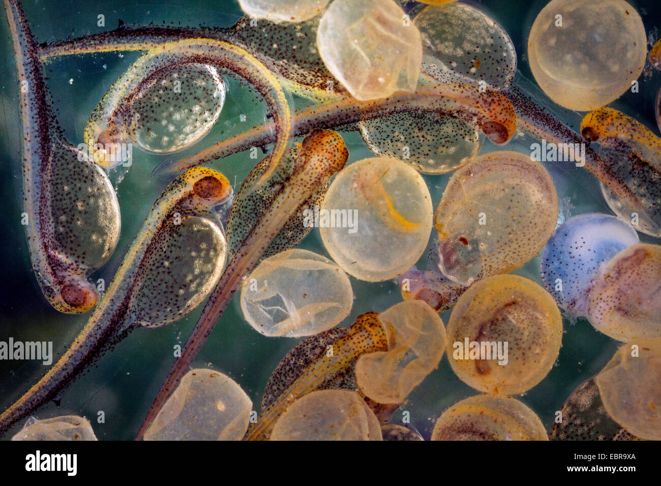 Fish egg larvae hi-res stock photography and images - Alamy