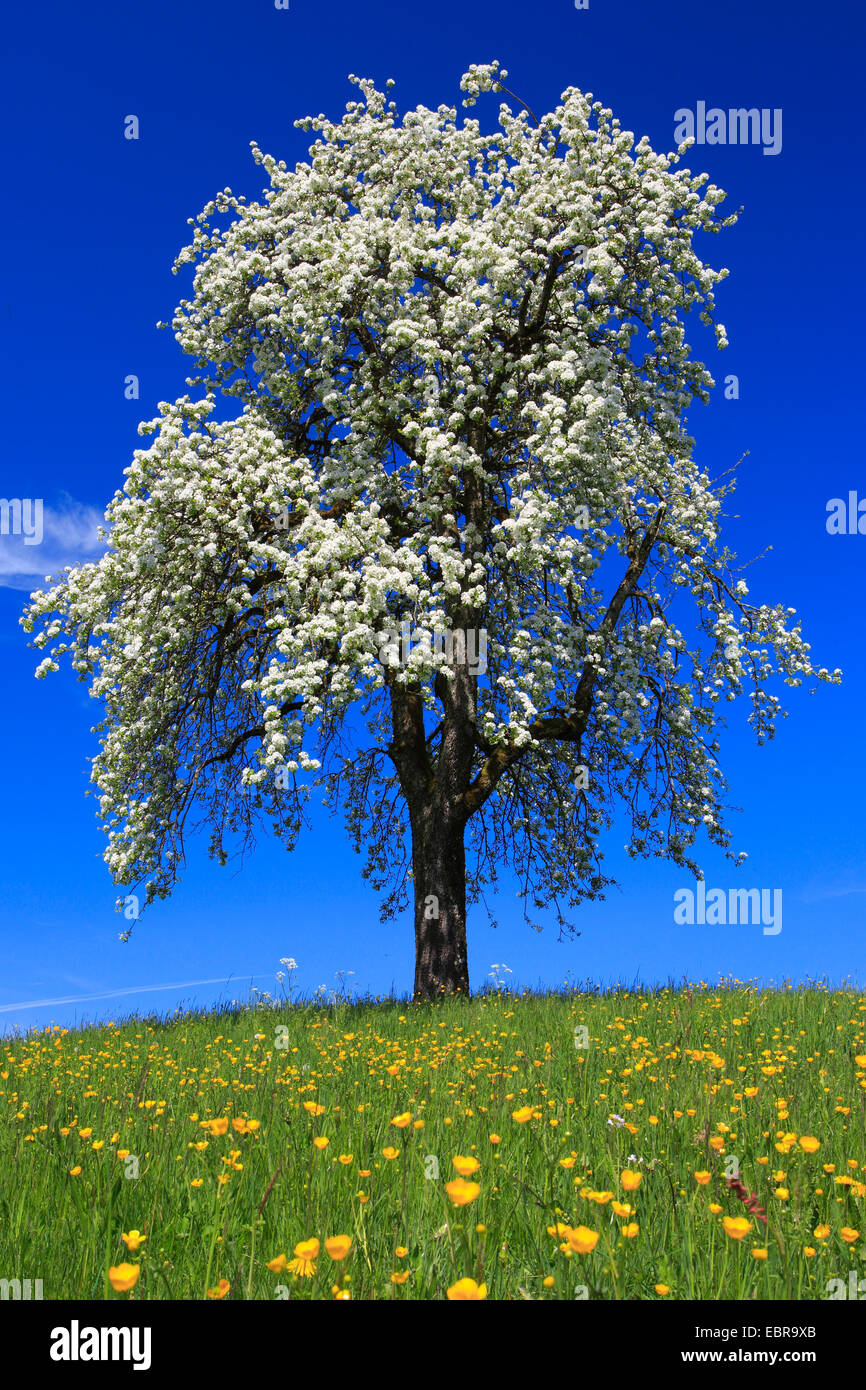 common pear (Pyrus communis), single flowering pear tree in a meadow in ...