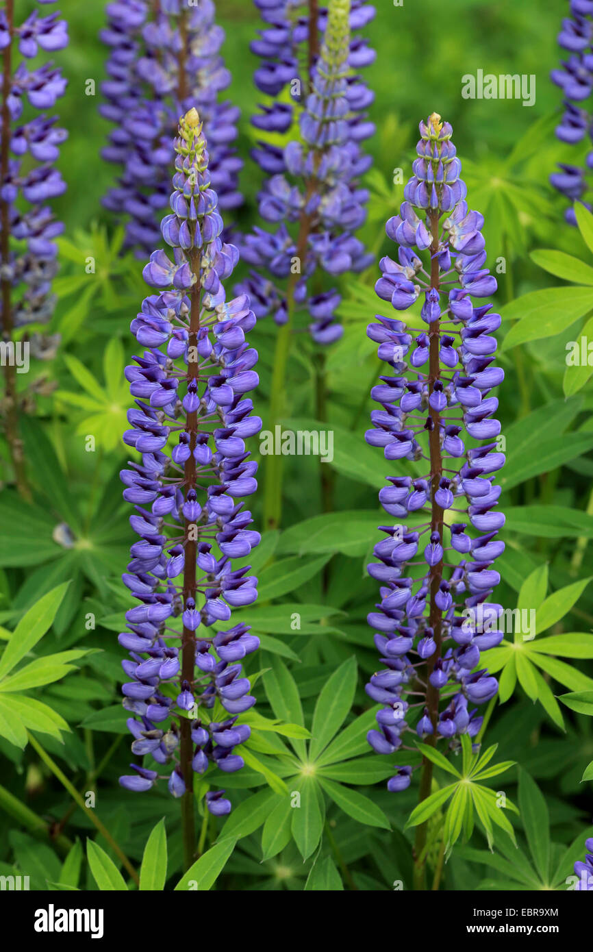bigleaf lupine, many-leaved lupine, garden lupin (Lupinus polyphyllus), blooming, Germany Stock ...