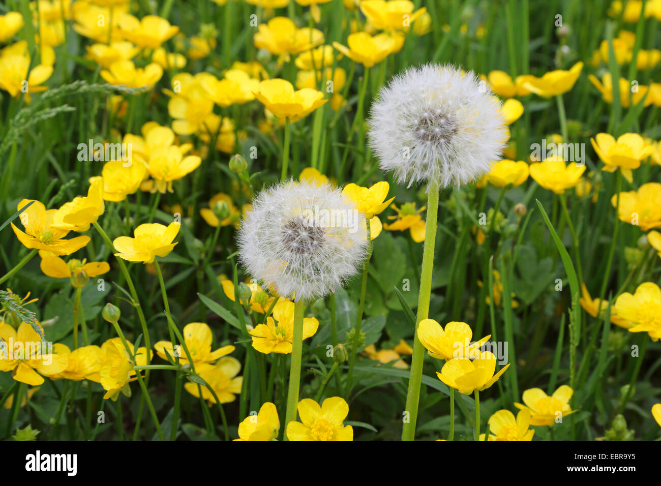 Buttercups hi-res stock photography and images - Alamy