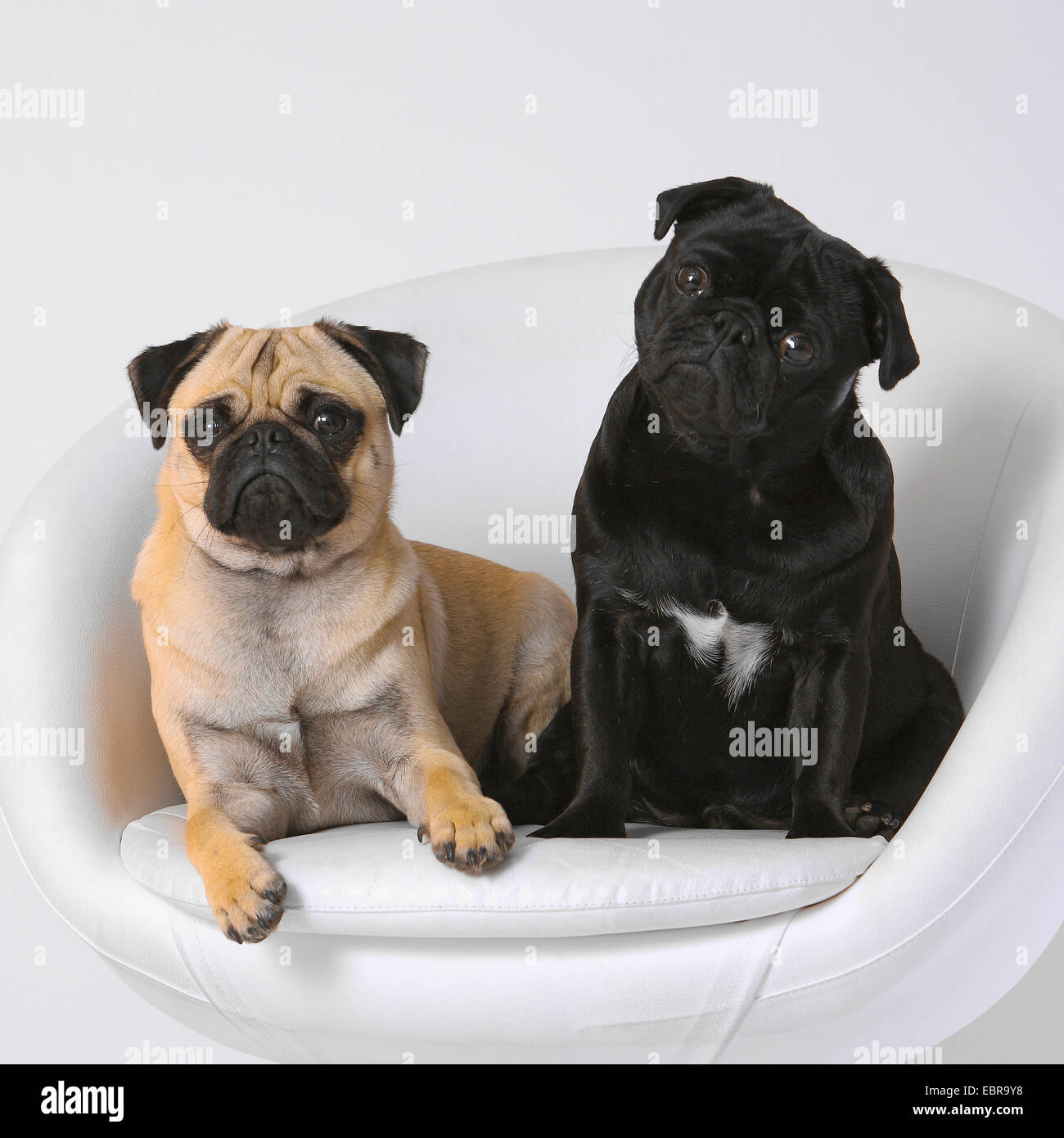 Pug (Canis lupus f. familiaris), two pugs together in a noble dog ...