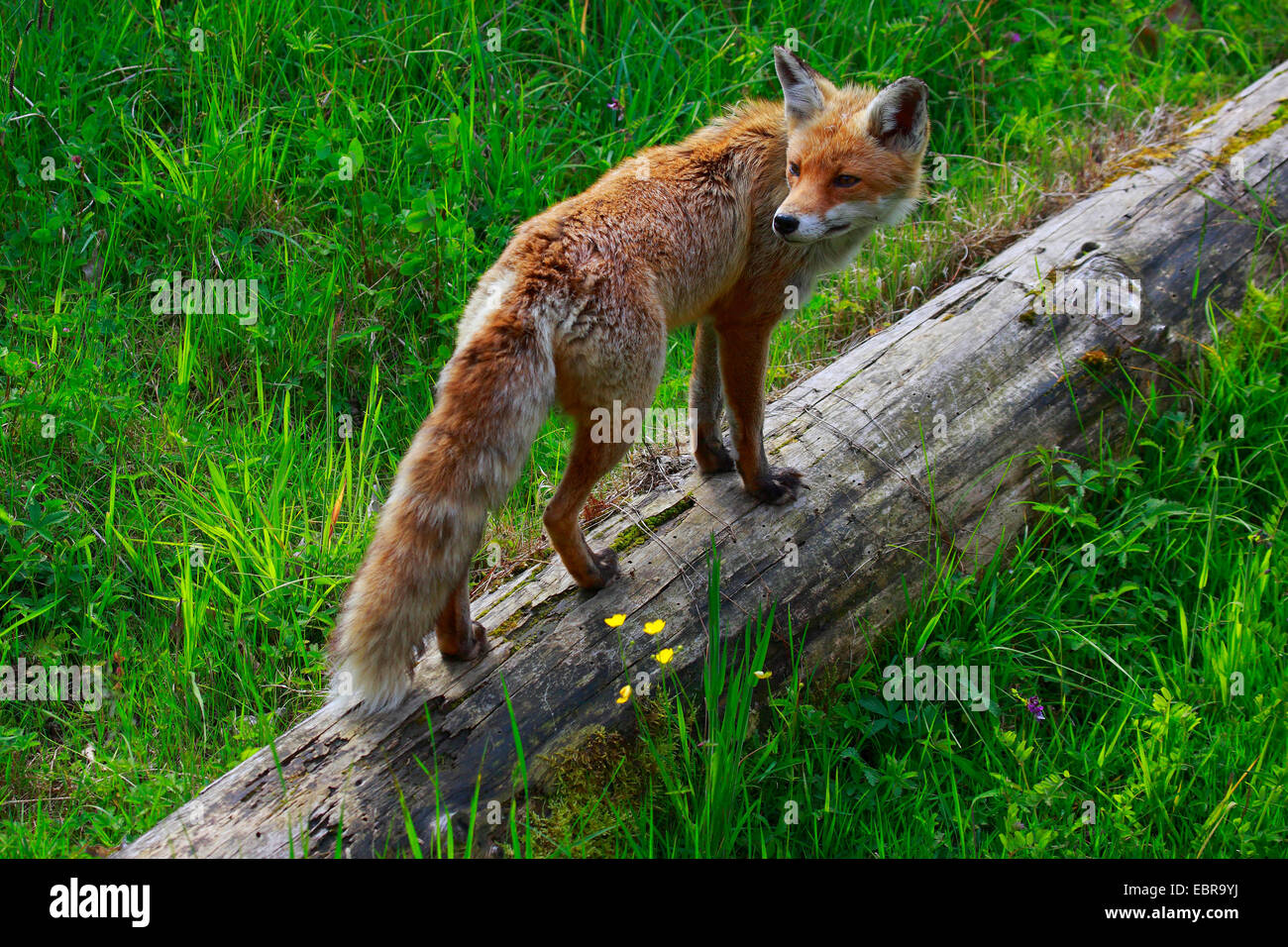 red fox (Vulpes vulpes), stands on an overturned tree trunk ...