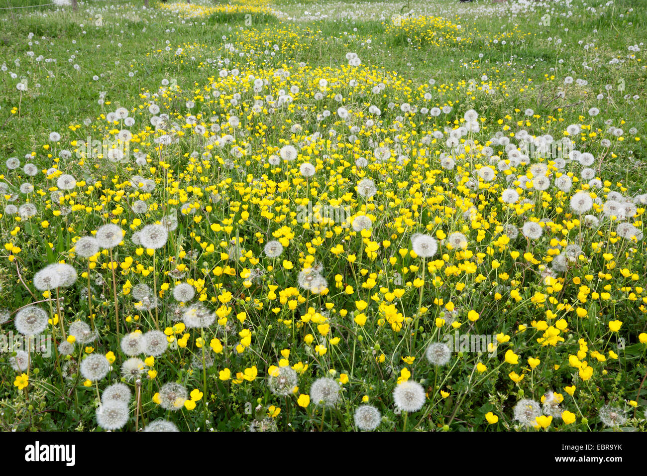 Buttercups and dandelions hi-res stock photography and images - Alamy
