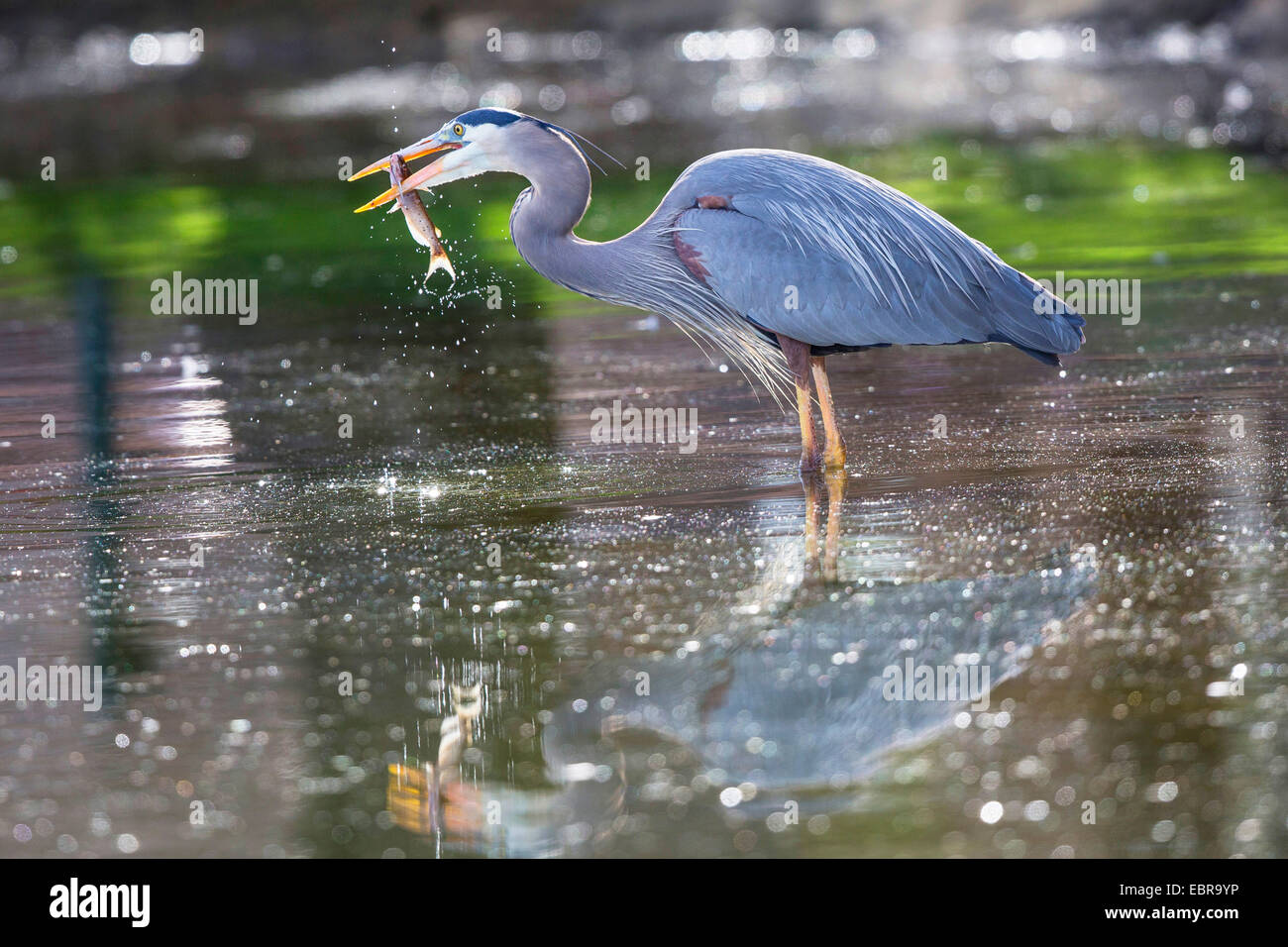 great blue heron (Ardea herodias), eating a catfish, with reflexion in ...