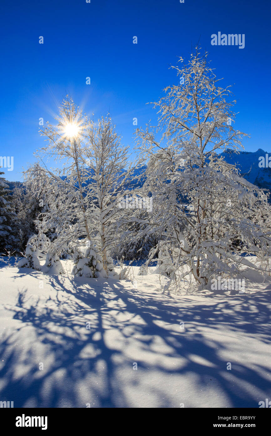Silver shadow birch hi-res stock photography and images - Alamy