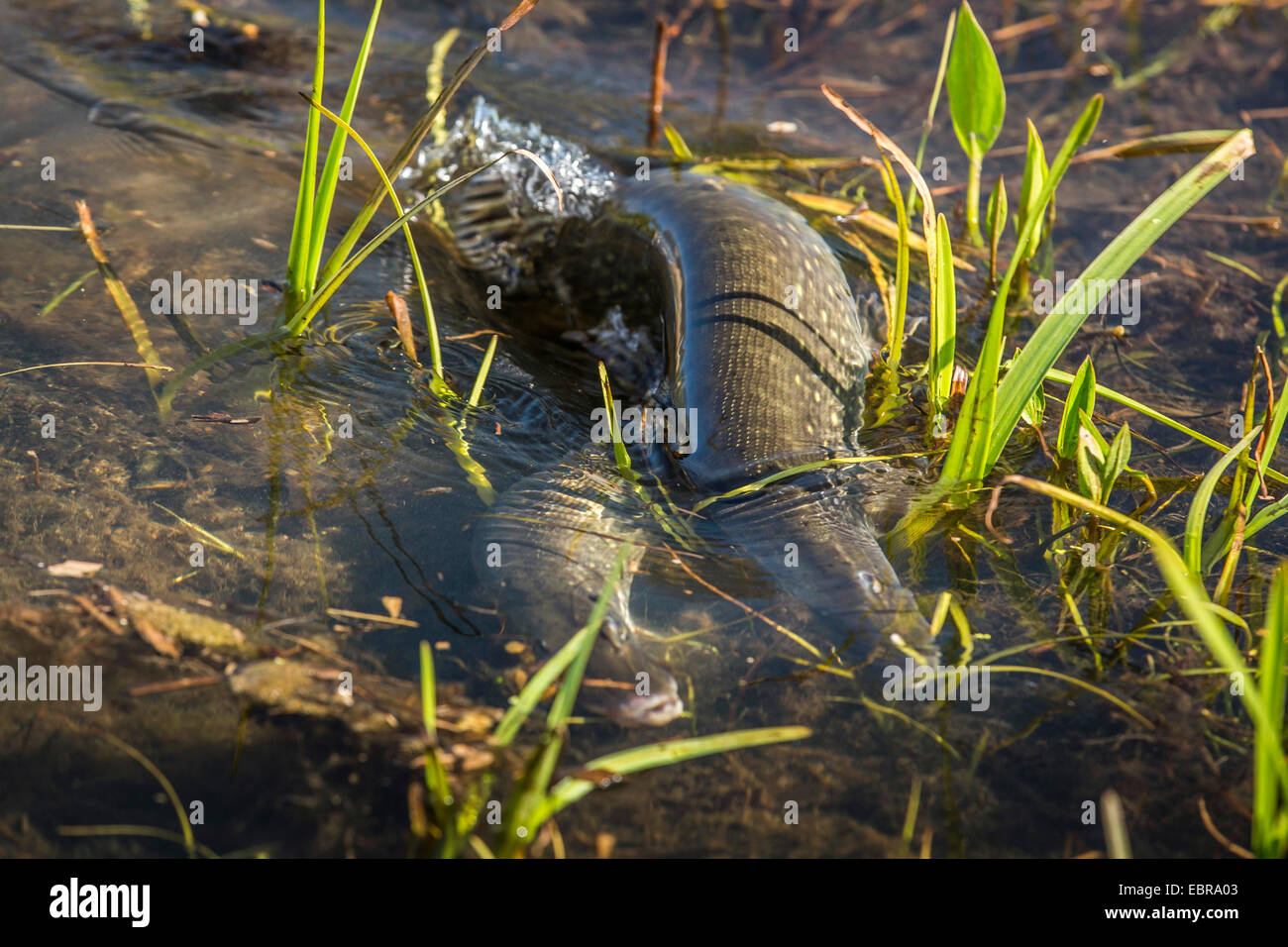 pike, northern pike (Esox lucius), spawning, in a flooded meadow ...