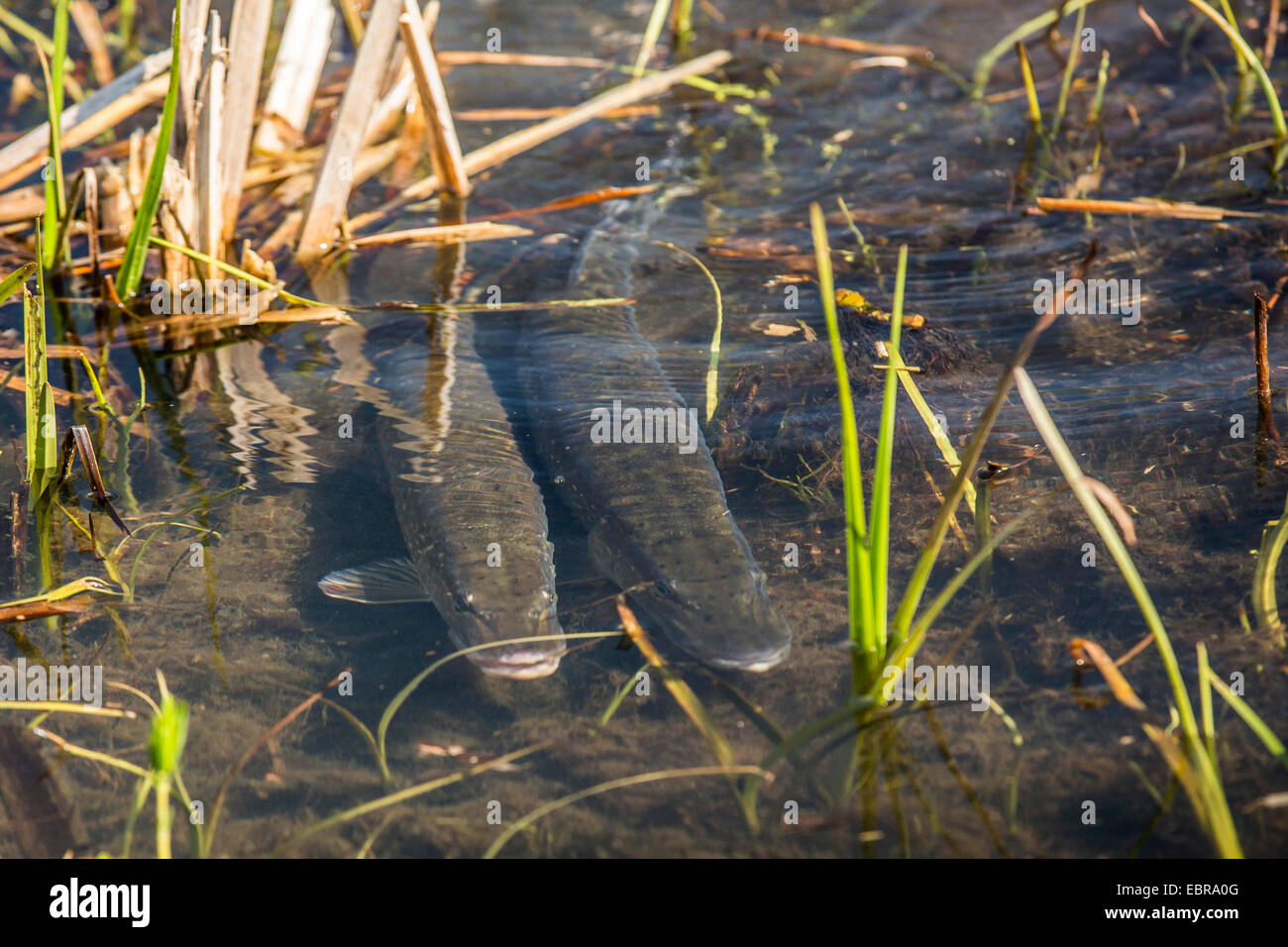 pike, northern pike (Esox lucius), spawning, in a flooded meadow ...