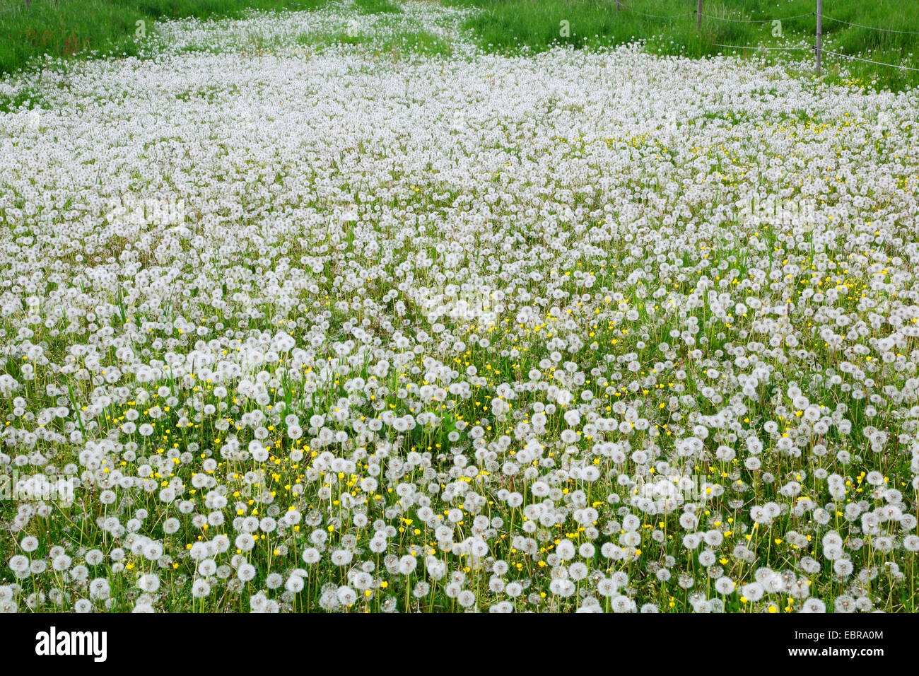 common dandelion (Taraxacum officinale), dandelion meadow, Germany ...