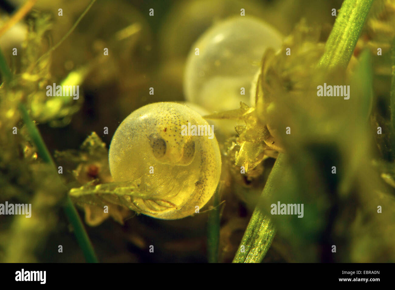 pike, northern pike (Esox lucius), eggs shortly before the hatch of the ...