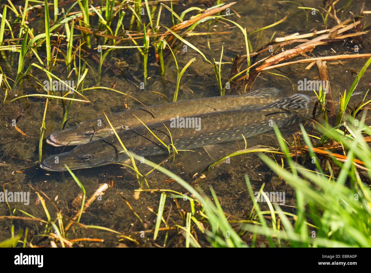pike, northern pike (Esox lucius), spawning, in a flooded meadow Stock ...