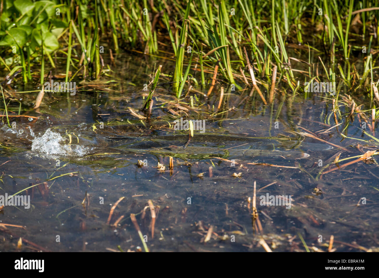 Pike esox lucius portrait in hi-res stock photography and images - Alamy