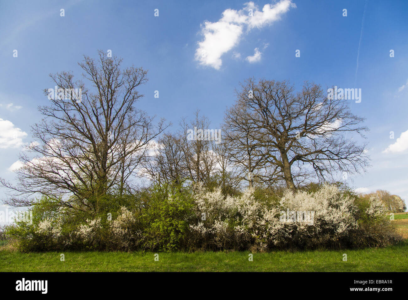 blackthorn, sloe (Prunus spinosa), hedge in spring, Germany, Baden ...