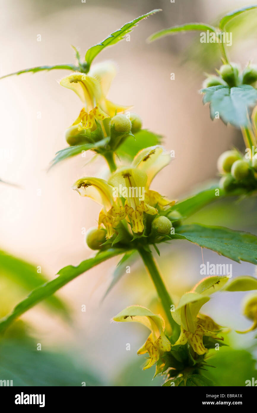 yellow dead-nettle (Lamium galeobdolon), inflorescence, Germany, Baden ...
