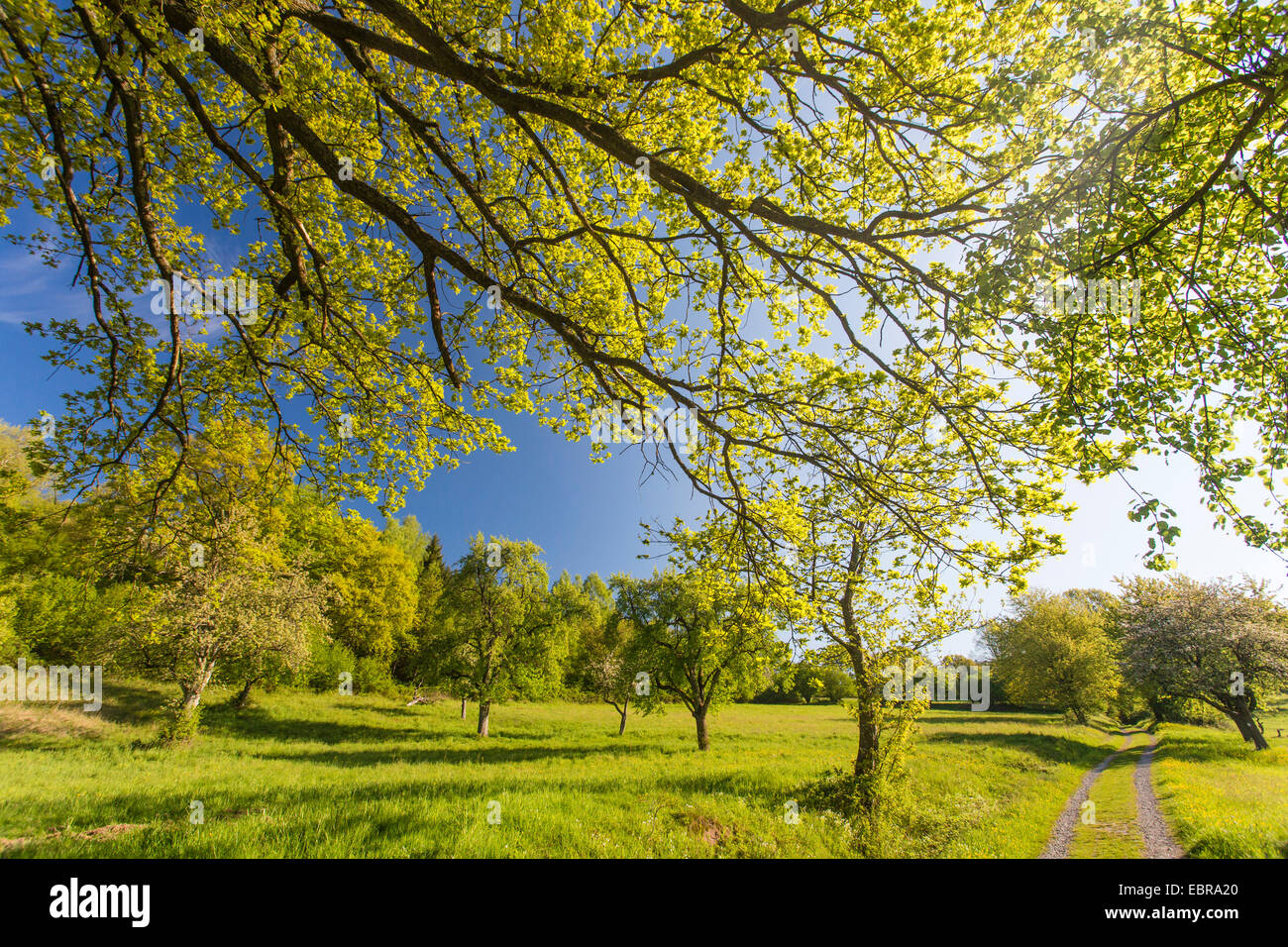 Path through orchard hi-res stock photography and images - Alamy
