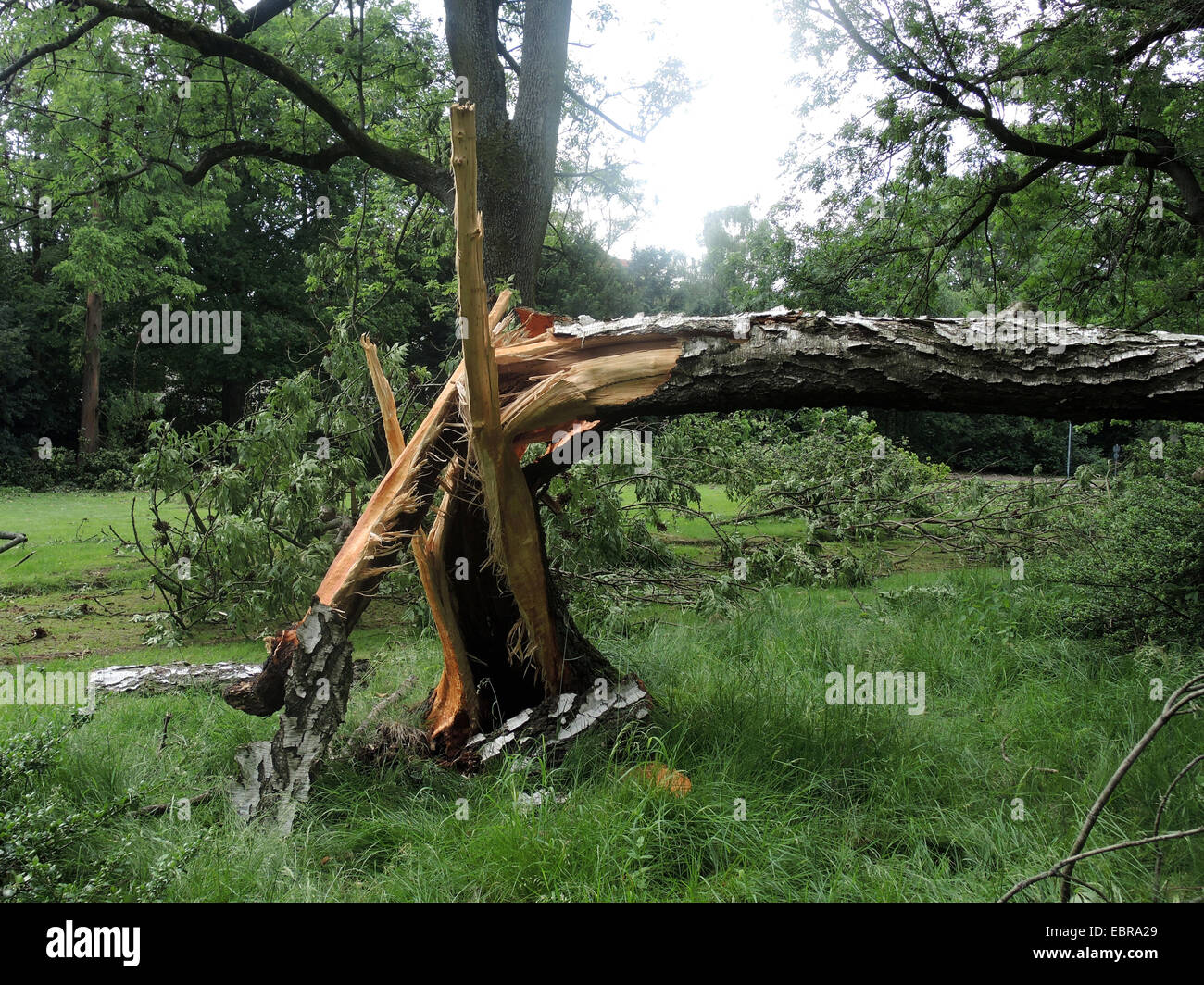 common birch, silver birch, European white birch, white birch (Betula ...