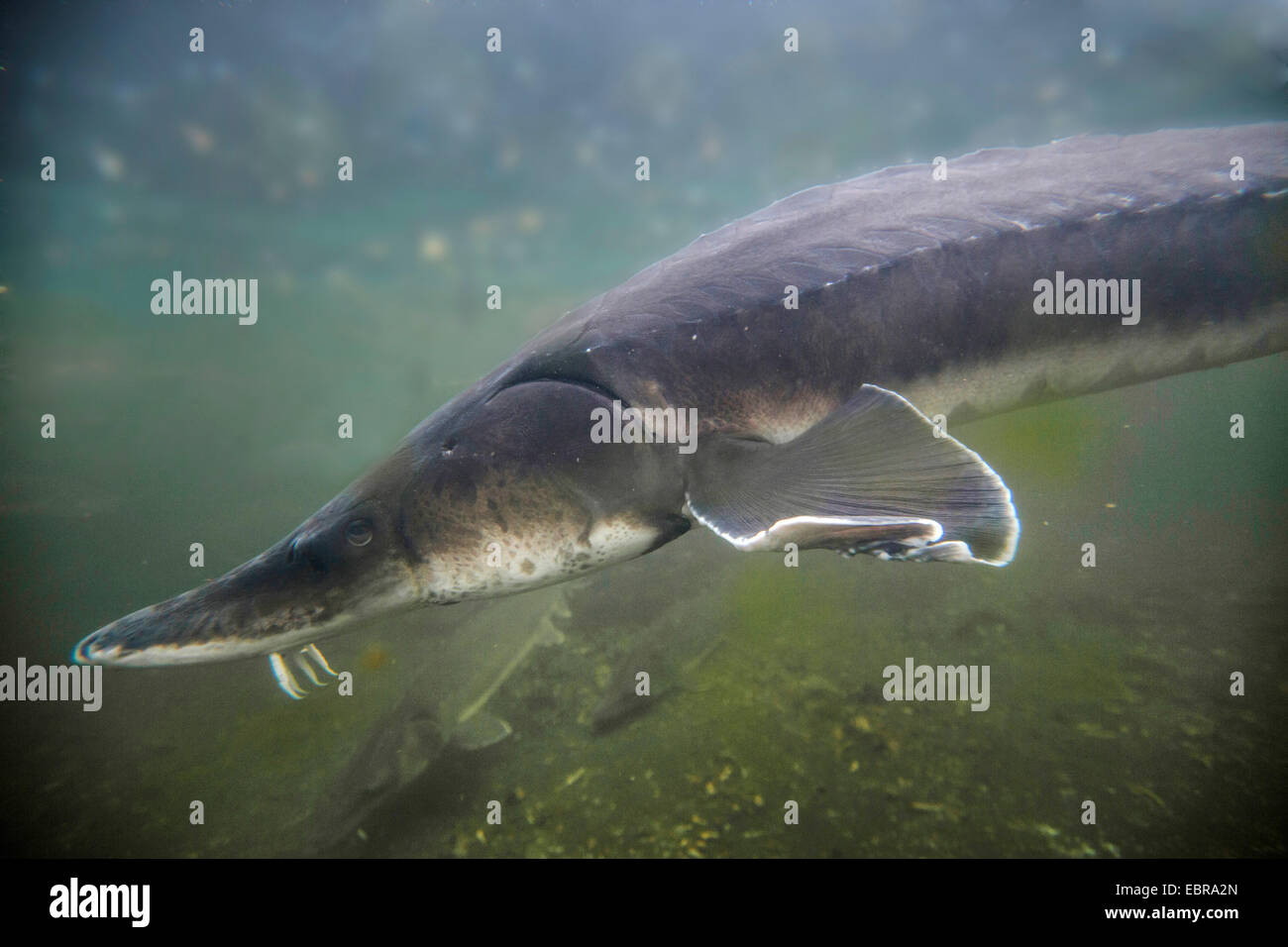 Atlantic sturgeon (Acipenser oxyrinchus, Acipenser oxyrhynchus ...