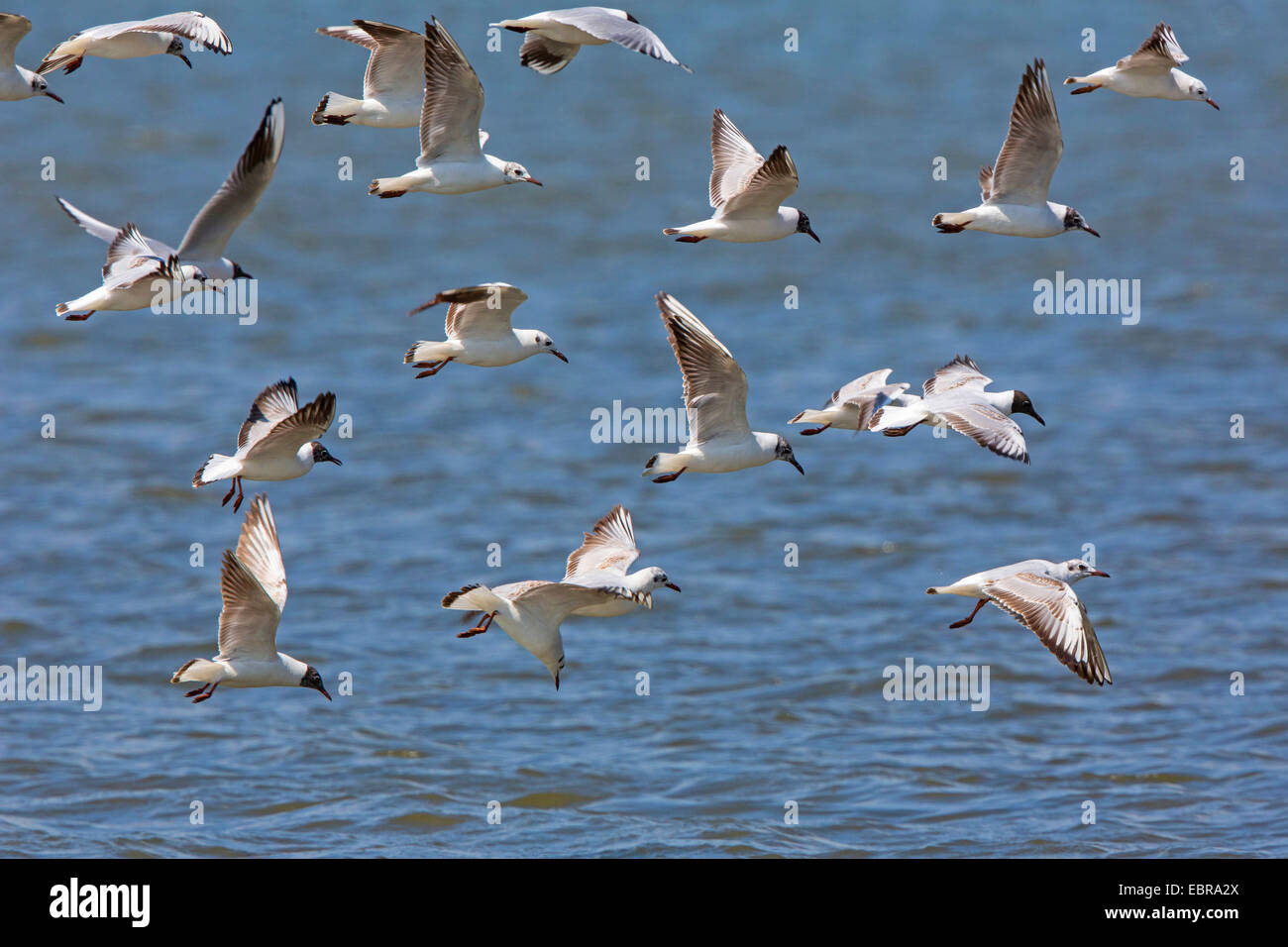 black-headed gull (Larus ridibundus, Chroicocephalus ridibundus ...