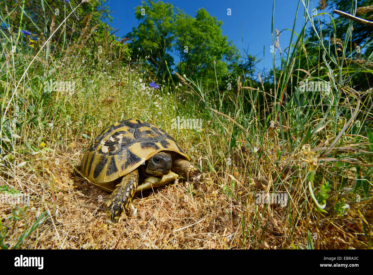 Hermanns tortoise, Greek tortoise, Boettgers tortoise (Testudo hermanni ...