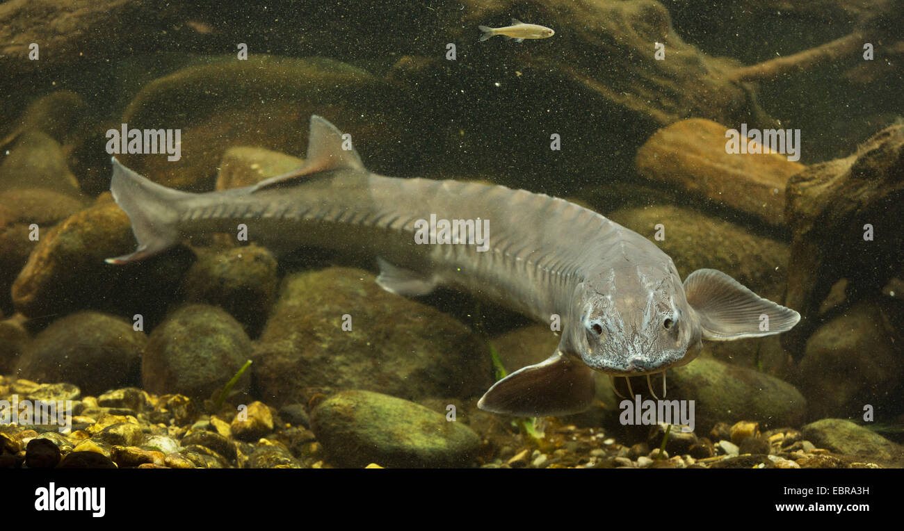 Common sturgeon, Sturgeon, Atlantic sturgeon, European sturgeon ...
