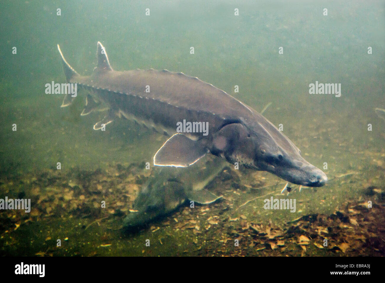 Atlantic sturgeon (Acipenser oxyrinchus, Acipenser oxyrhynchus ...