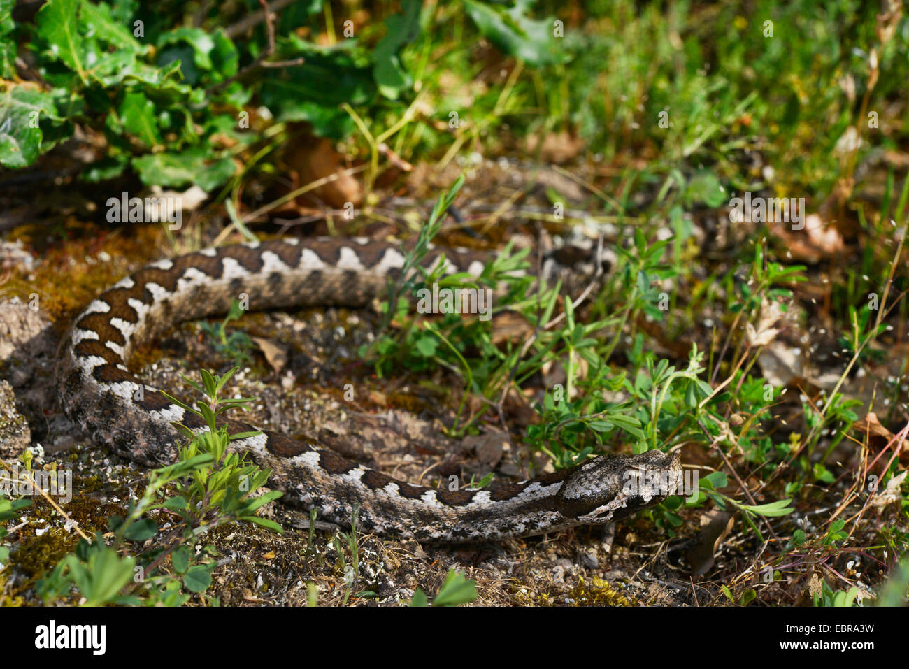 Nose-horned viper, Horned viper, Long-nosed viper (Vipera ammodytes ...