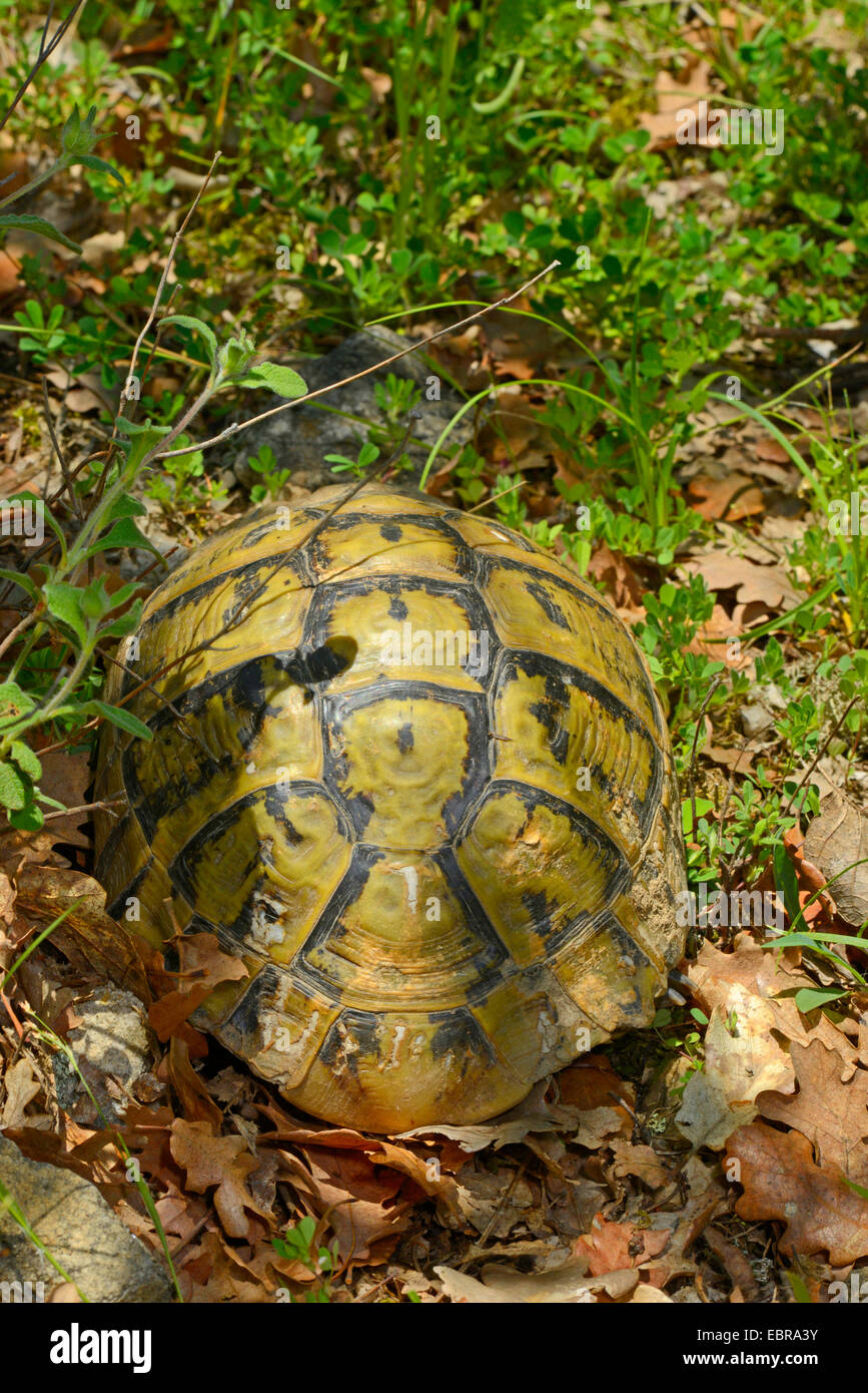 Eurasian Spur-thighed tortoise, Mediterranean spur-thighed tortoise ...